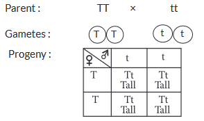 What is a test cross? How can it decipher the heterozygosity of a plant?