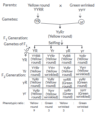 State and explain the "law of independent assortment" in a typical ...