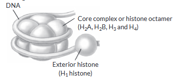 Draw a labelled diagram of a nucleosome. Where is it found in a cell?