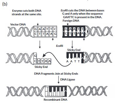 (a) Write the palindromic nucleotide sequence EcoRI recognises. (b ...