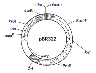Observe the diagram shown below of pBR322. Answer the questions that ...