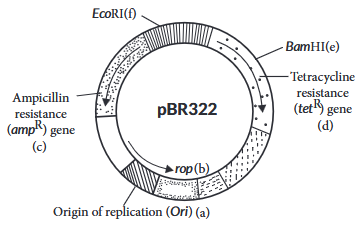Draw a schematic diagram of the E. coli cloning vector pBR322 and mark ...